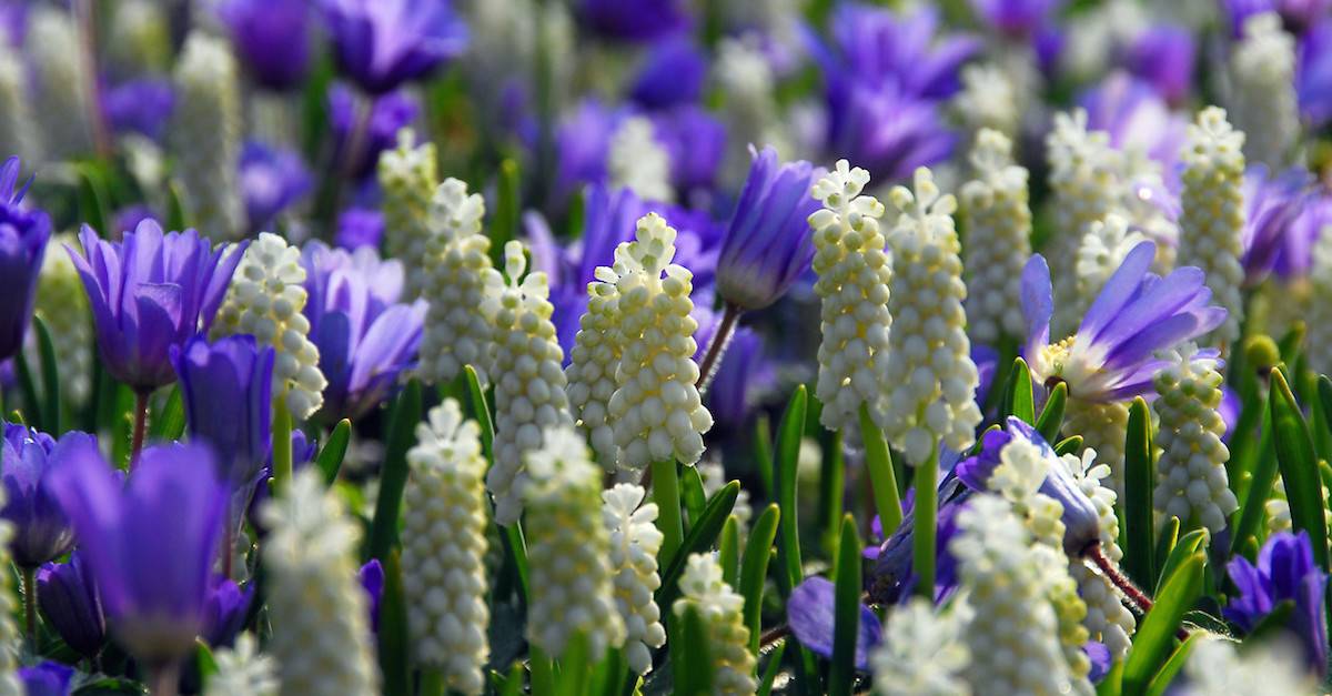 Fotogalerie | Naše krásná zahrada