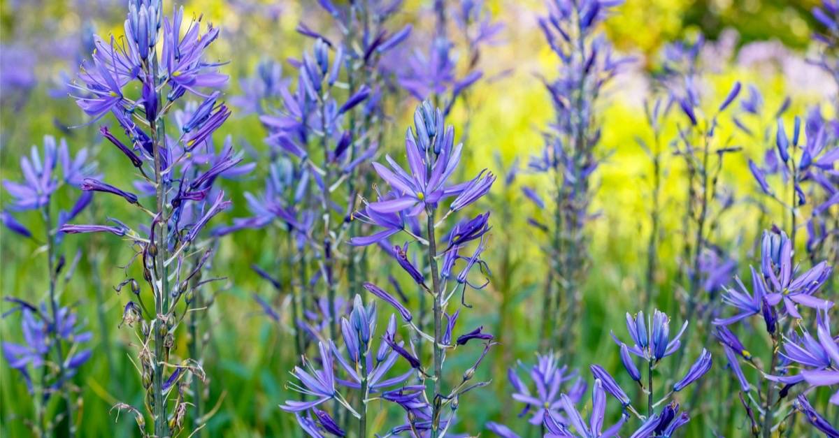 Fotogalerie | Naše krásná zahrada