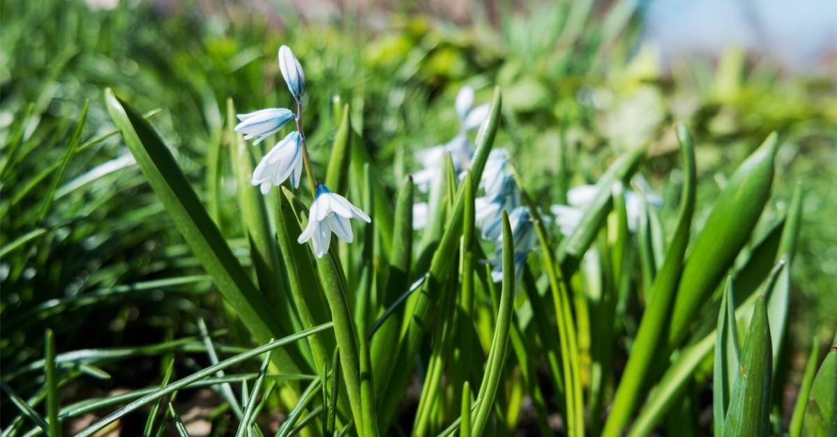 Fotogalerie | Naše krásná zahrada