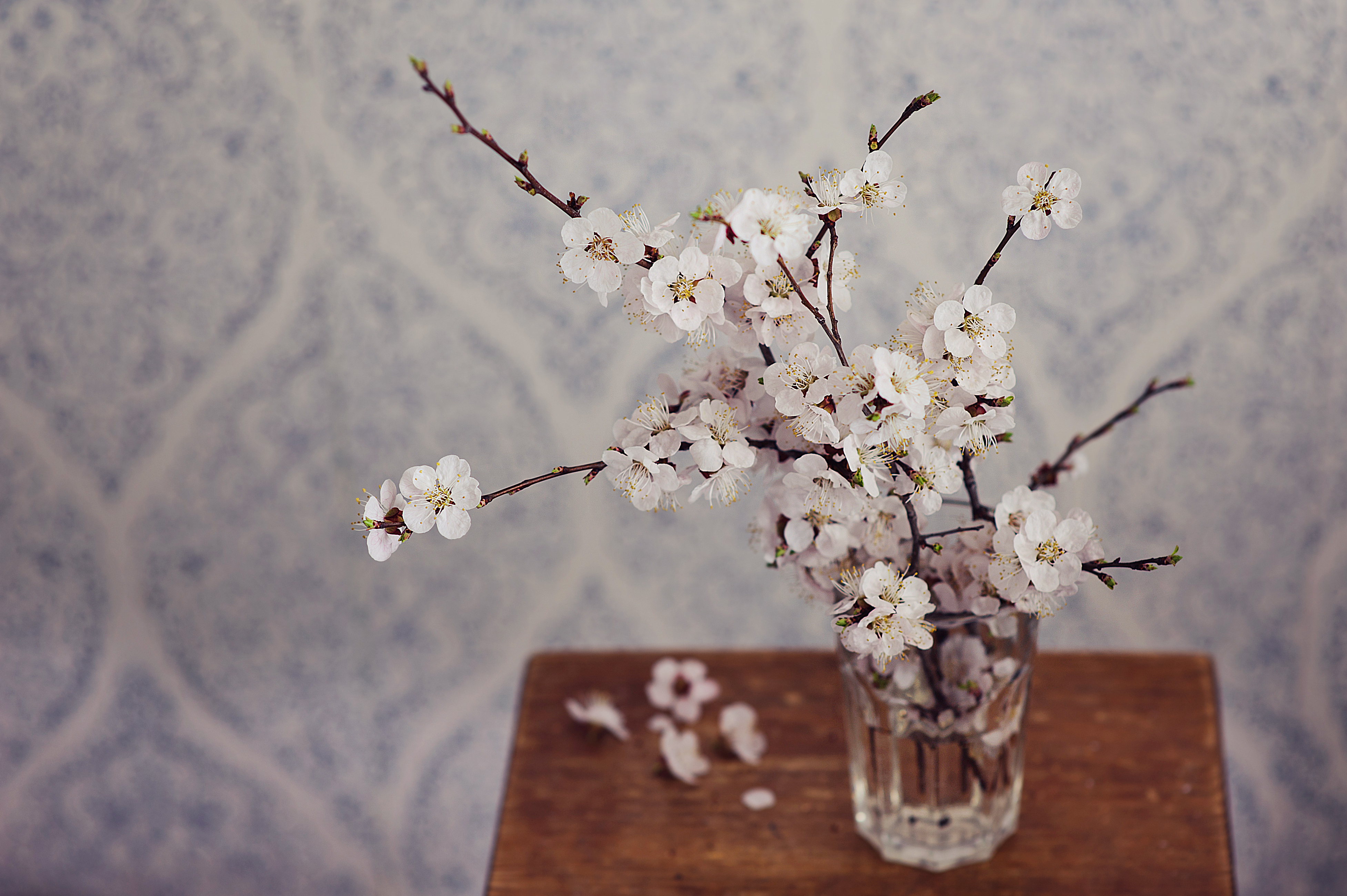 Barborky symbolizují naději, že zase přijde jaro | Naše krásná zahrada