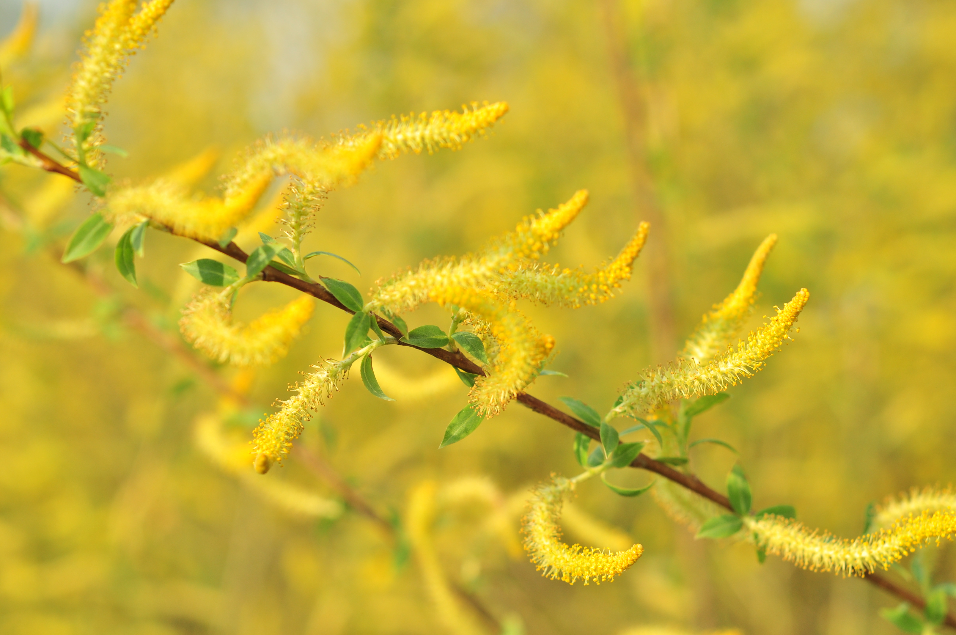 Vrby rozhodně patří do každé zahrady a některé z nich lze pěstovat i v ...