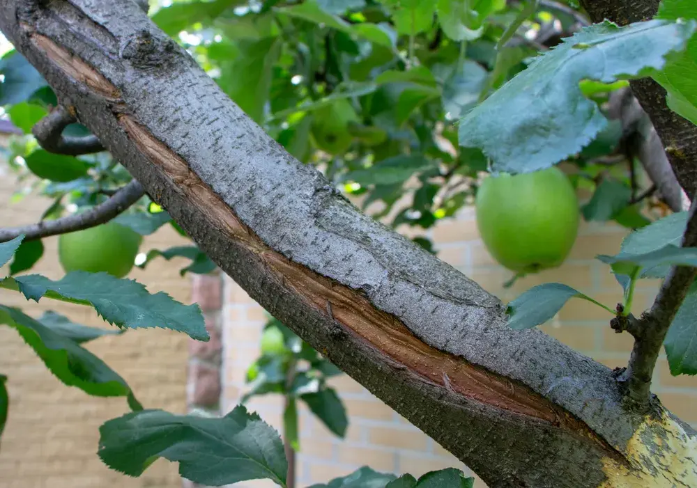 Největší nebezpečí pro vaše ovocné stromy: Mrazové trhliny mohou zabít ...
